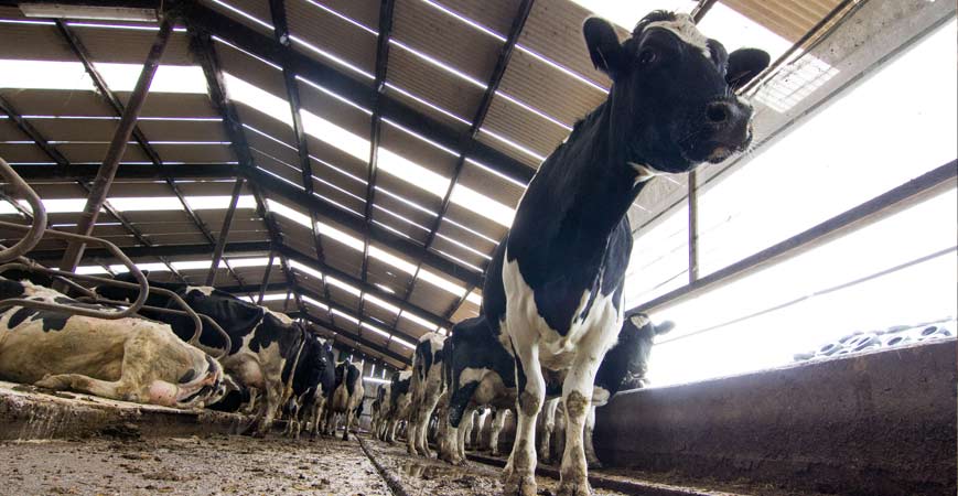 Автоматические системы навозоудаления Dairymaster - Милкер